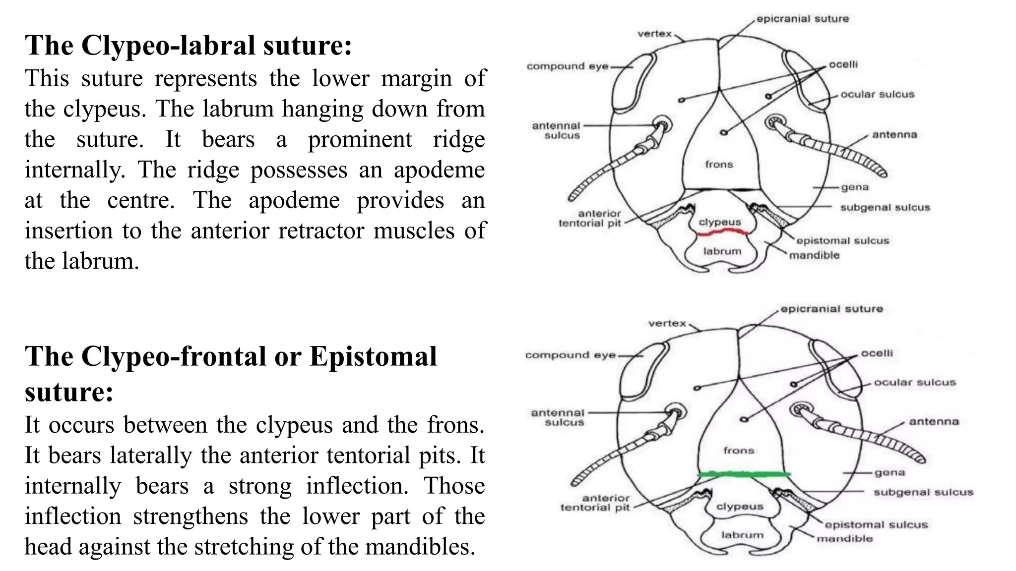 Insect head:- it’s origin, structure, function and modification in ...