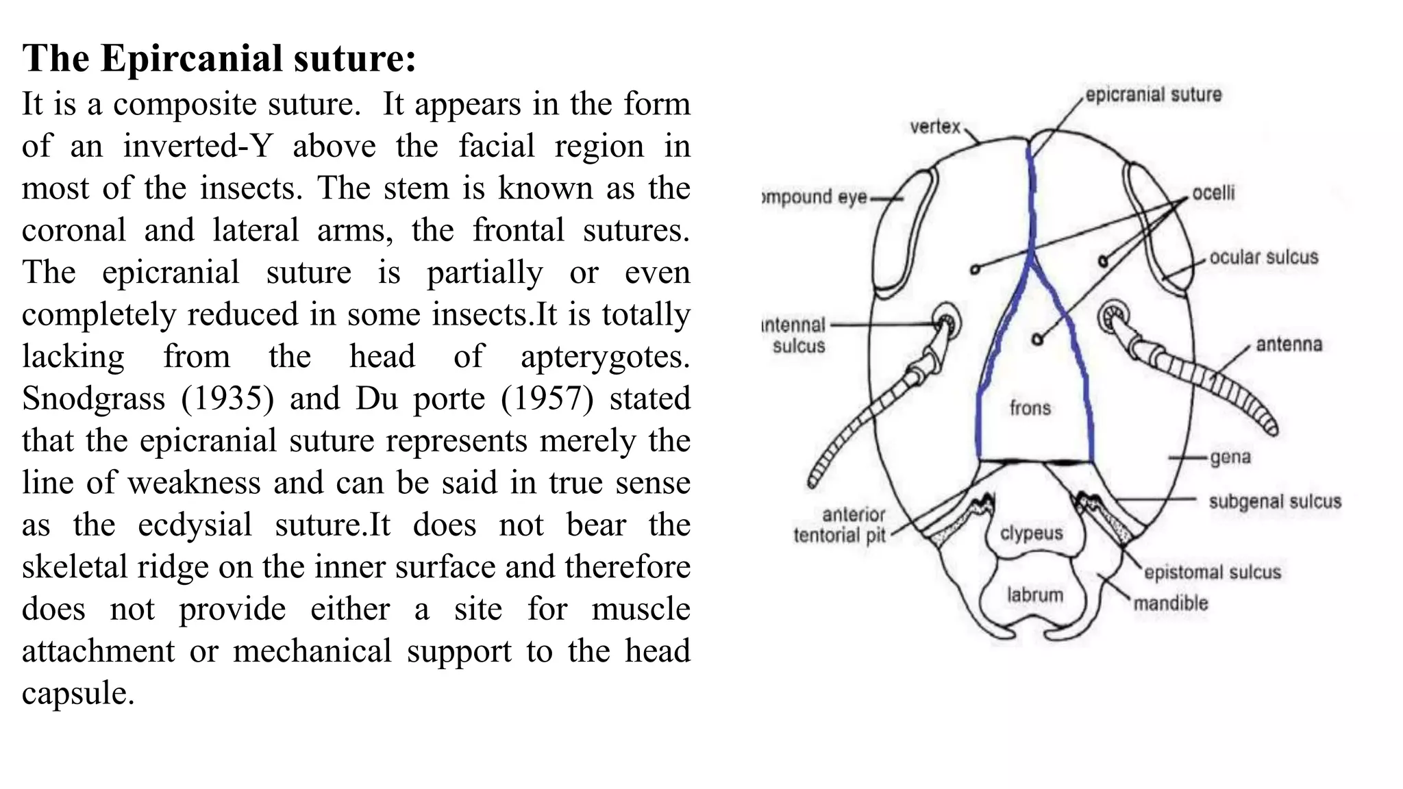 Insect head:- it’s origin, structure, function and modification in ...