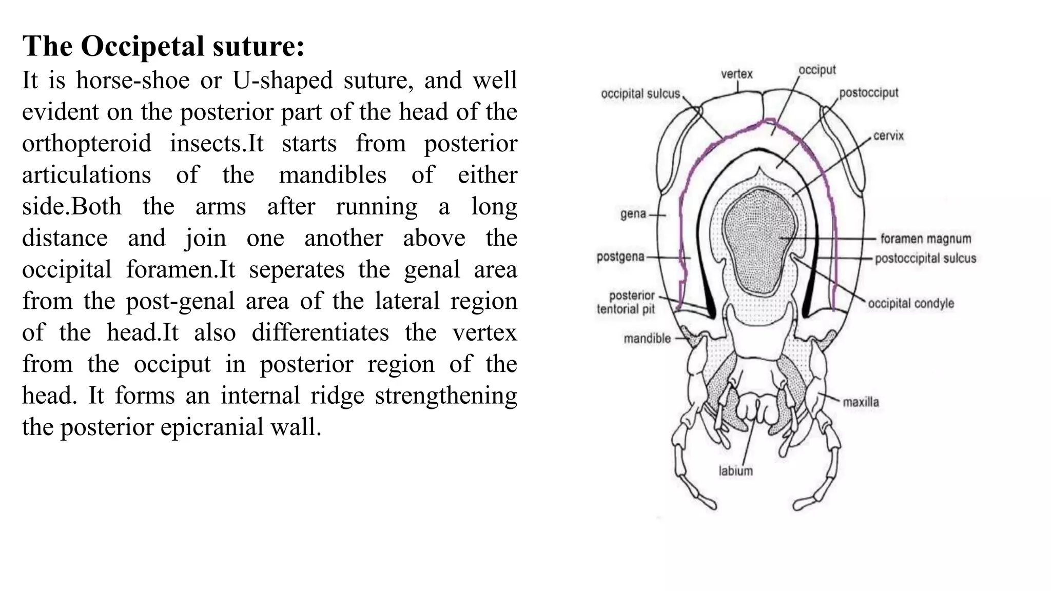 Insect head:- it’s origin, structure, function and modification in ...