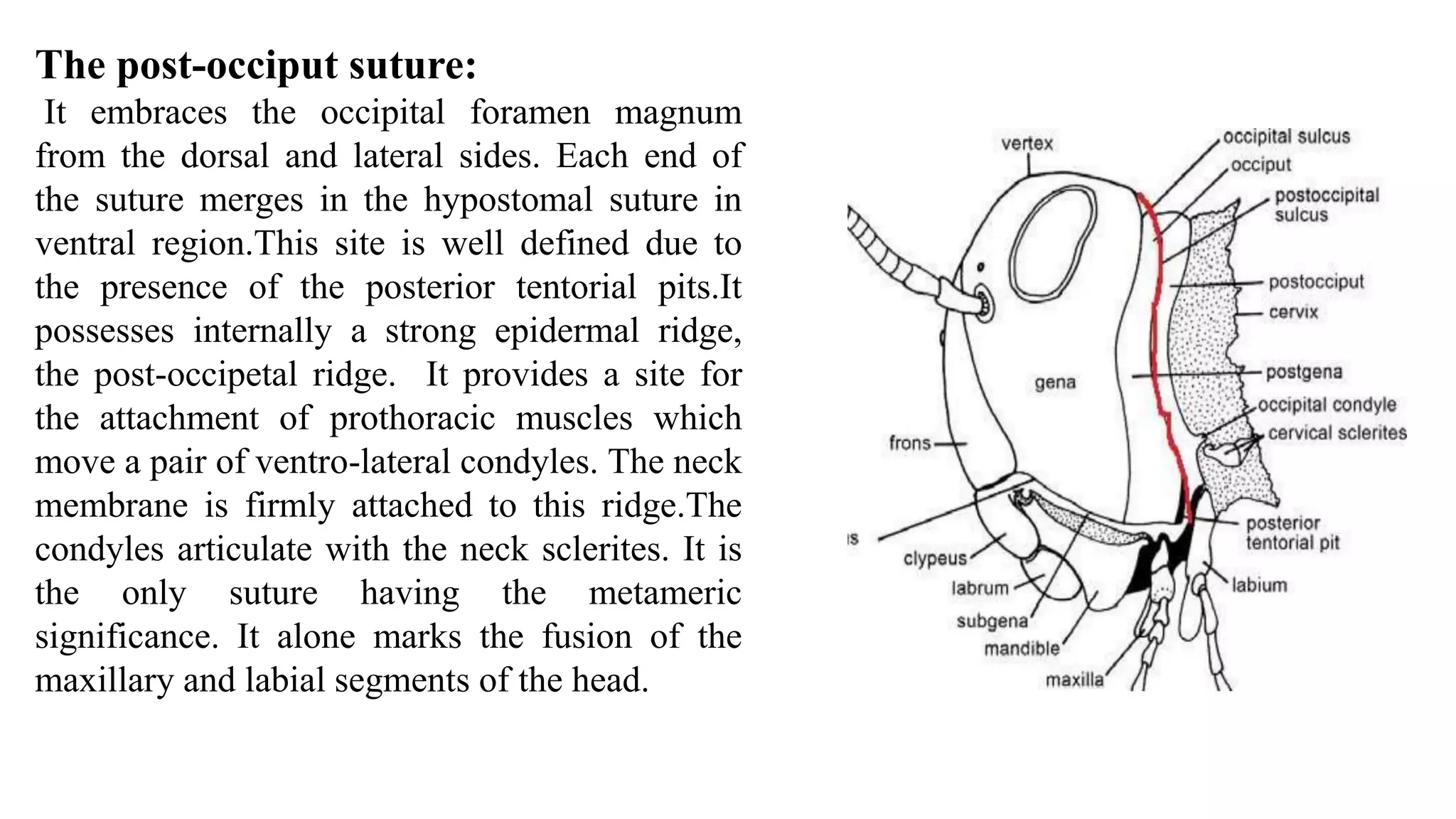 Insect head:- it’s origin, structure, function and modification in ...