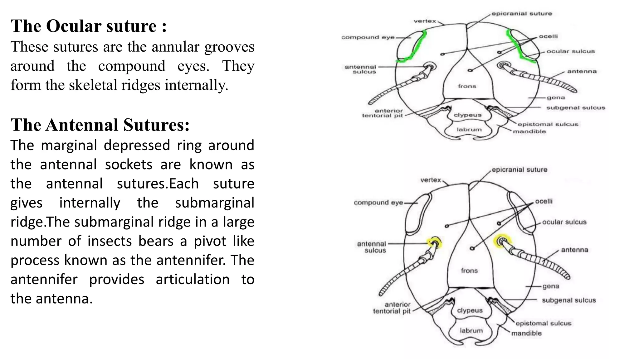 Insect head:- it’s origin, structure, function and modification in ...