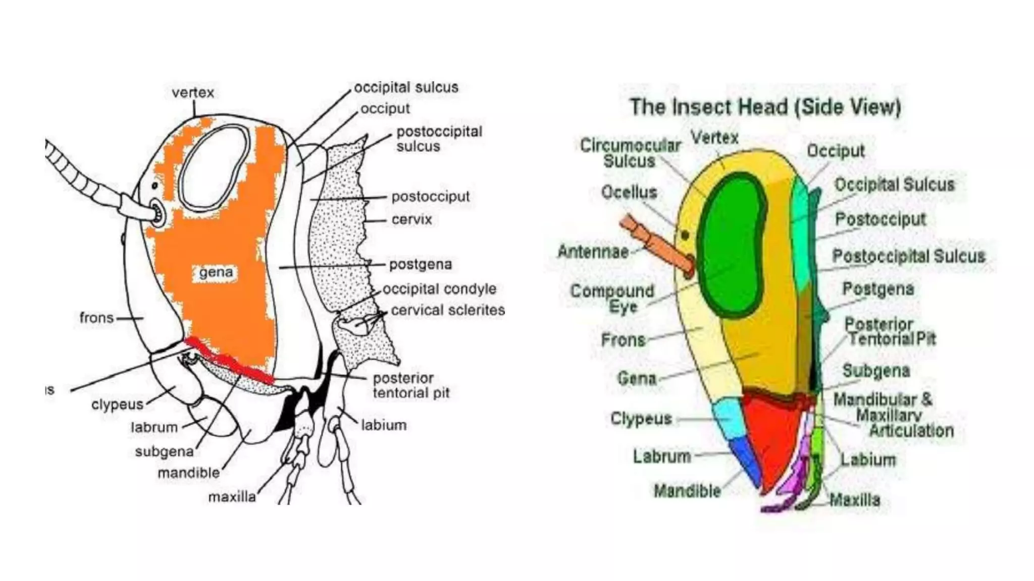 Insect head:- it’s origin, structure, function and modification in ...