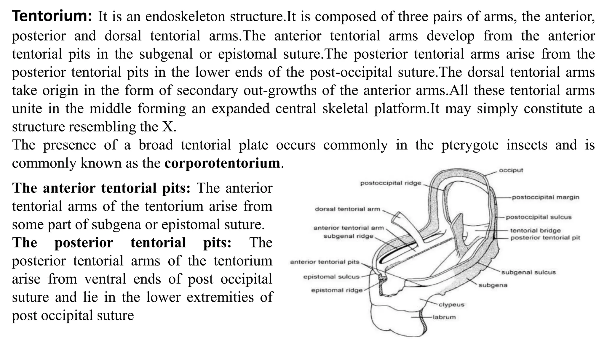 Insect head:- it’s origin, structure, function and modification in ...