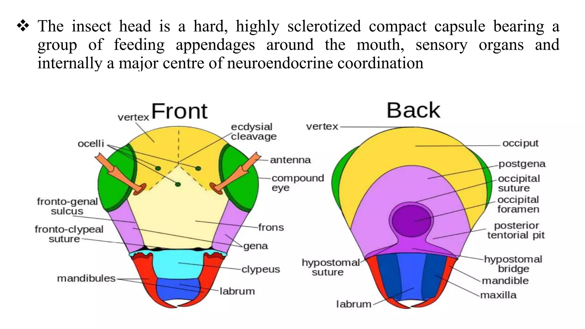 Insect head:- it’s origin, structure, function and modification in ...