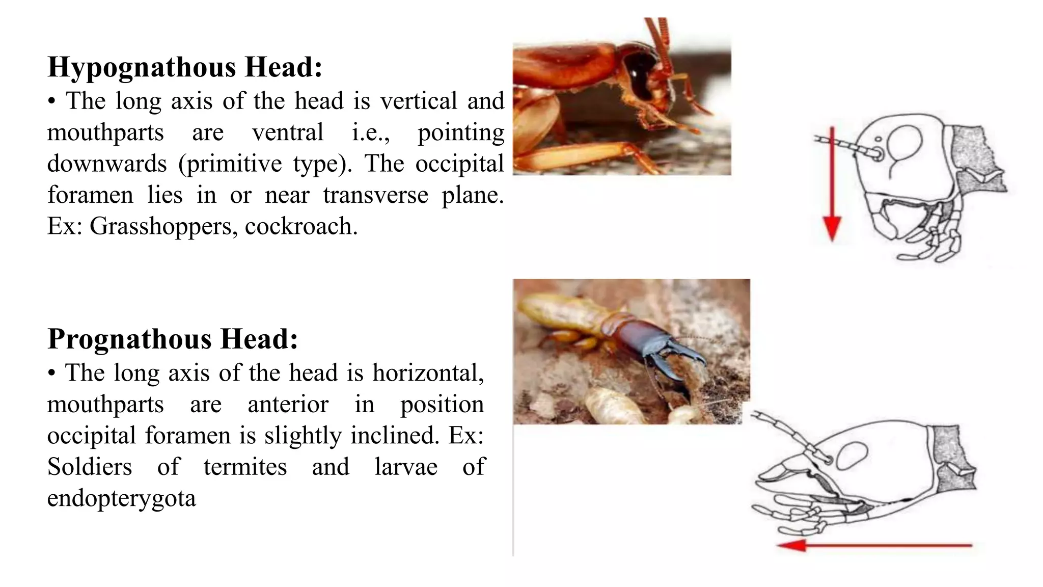 Insect head:- it’s origin, structure, function and modification in ...