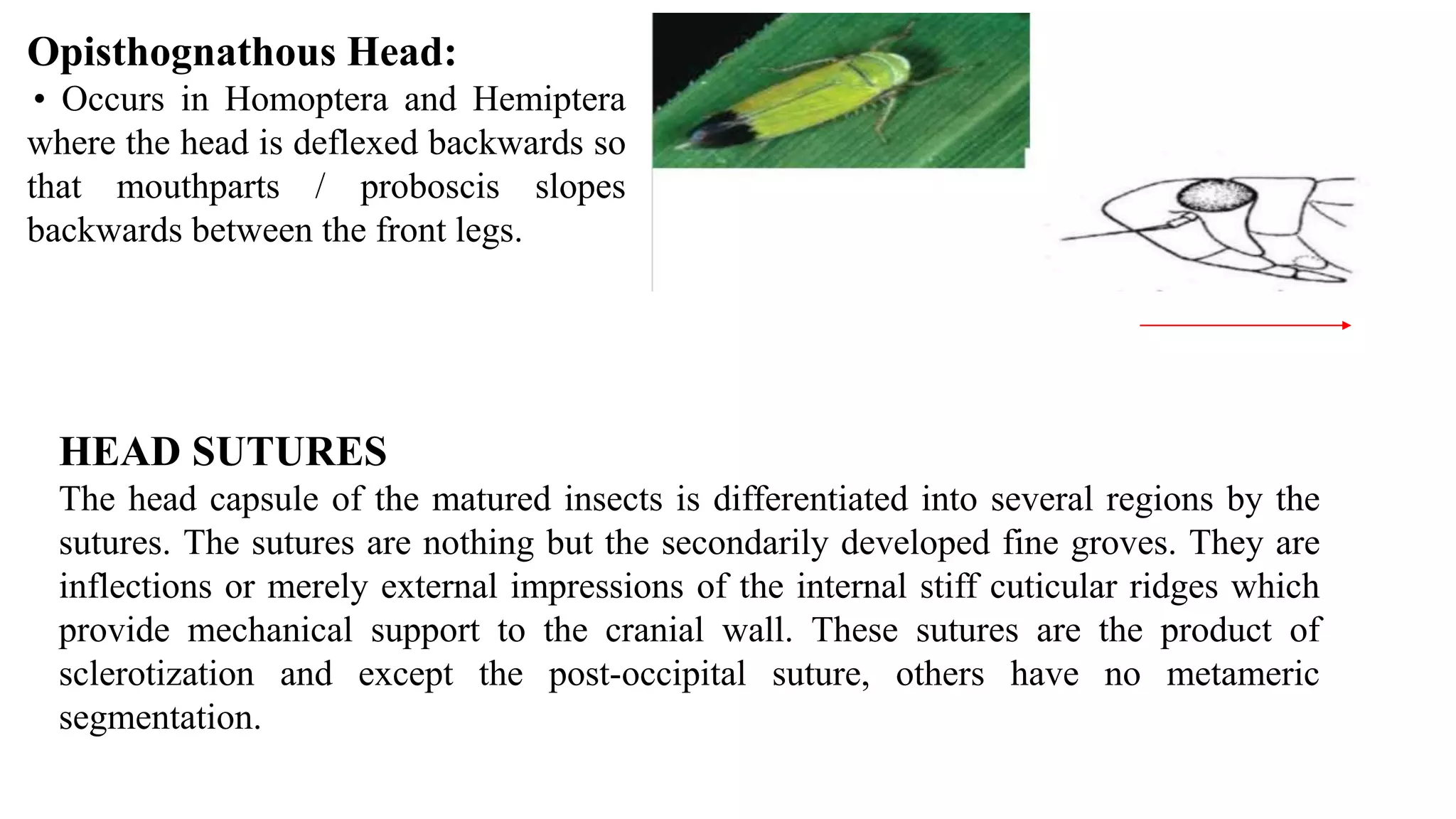 Insect head:- it’s origin, structure, function and modification in ...