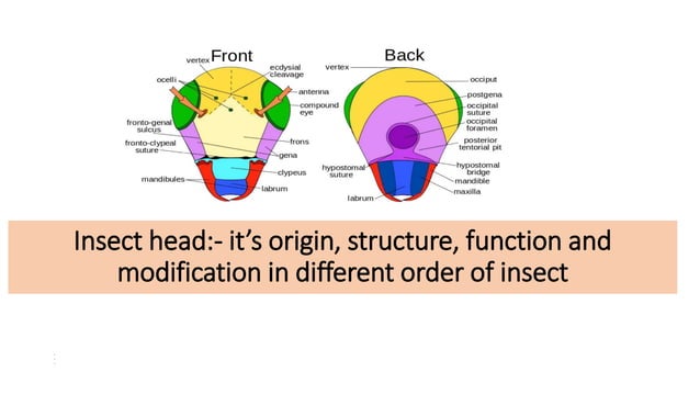 Insect head:- it’s origin, structure, function and modification in ...