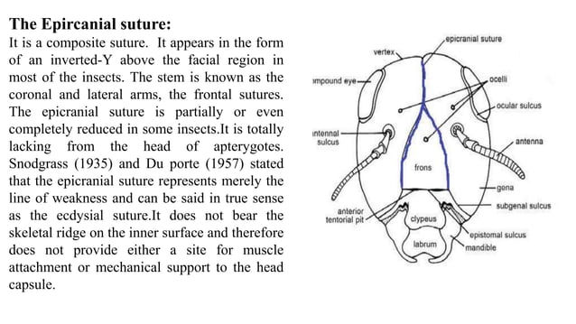 Insect head:- it’s origin, structure, function and modification in ...