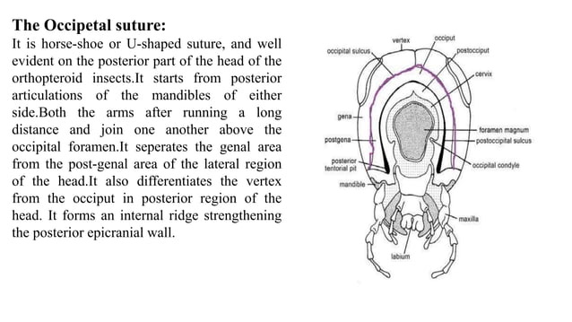 Insect head:- it’s origin, structure, function and modification in ...