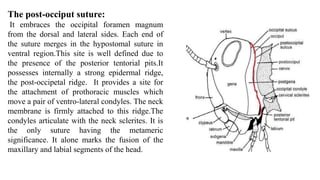 Insect head:- it’s origin, structure, function and modification in ...