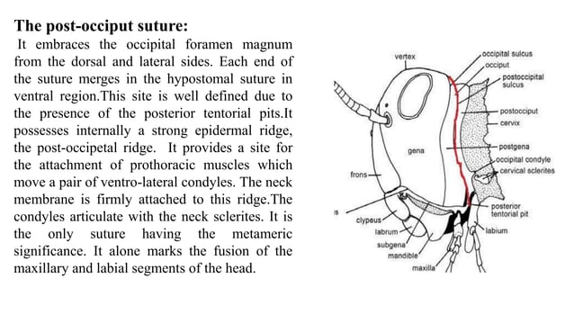 Insect head:- it’s origin, structure, function and modification in ...
