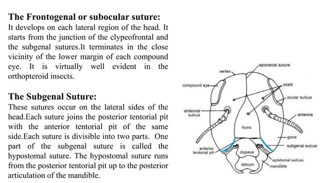 Insect head:- it’s origin, structure, function and modification in ...