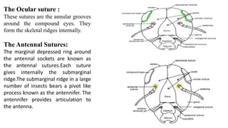 Insect head:- it’s origin, structure, function and modification in ...