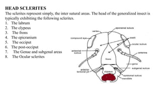 Insect head:- it’s origin, structure, function and modification in ...