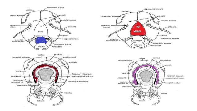 Insect head:- it’s origin, structure, function and modification in ...