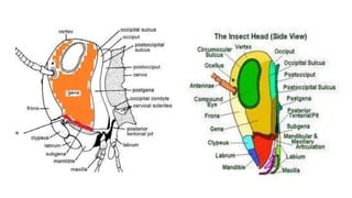 Insect head:- it’s origin, structure, function and modification in ...