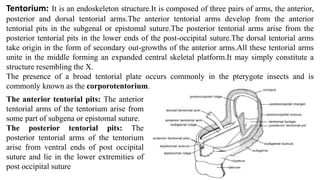Insect head:- it’s origin, structure, function and modification in ...