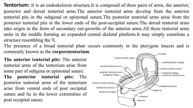 Insect head:- it’s origin, structure, function and modification in ...