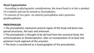 Insect head:- it’s origin, structure, function and modification in ...