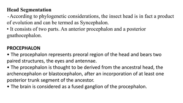 Insect head:- it’s origin, structure, function and modification in ...