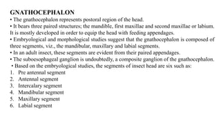 Insect head:- it’s origin, structure, function and modification in ...
