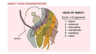 Insect head:- it’s origin, structure, function and modification in ...
