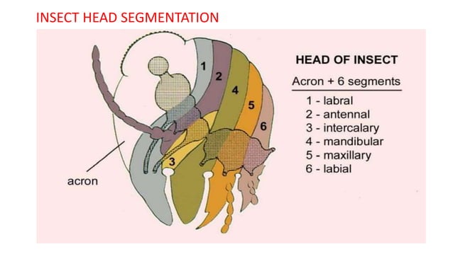 Insect head:- it’s origin, structure, function and modification in ...
