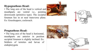 Insect head:- it’s origin, structure, function and modification in ...
