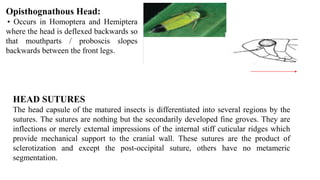 Insect head:- it’s origin, structure, function and modification in ...
