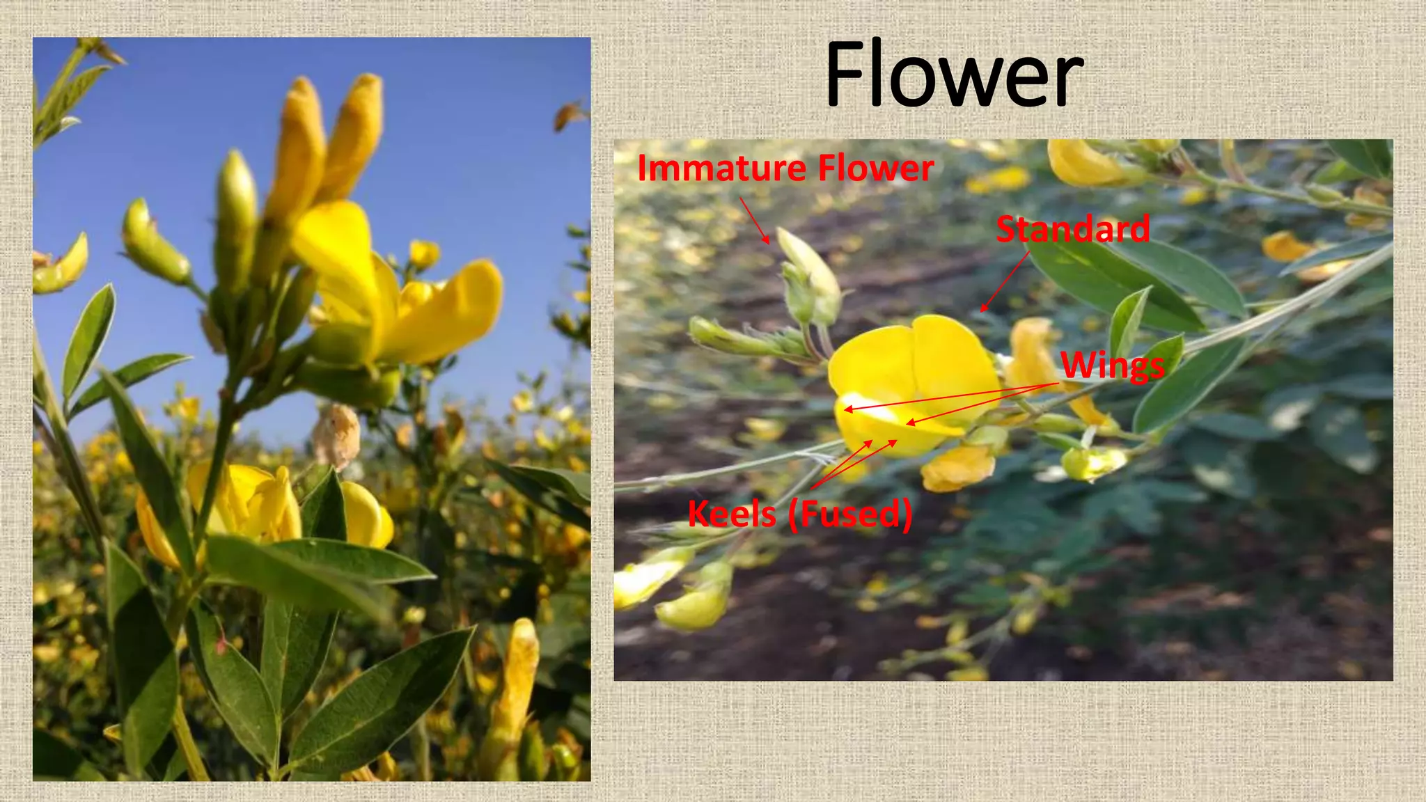 Flower biology of pigeon pea | PPTX