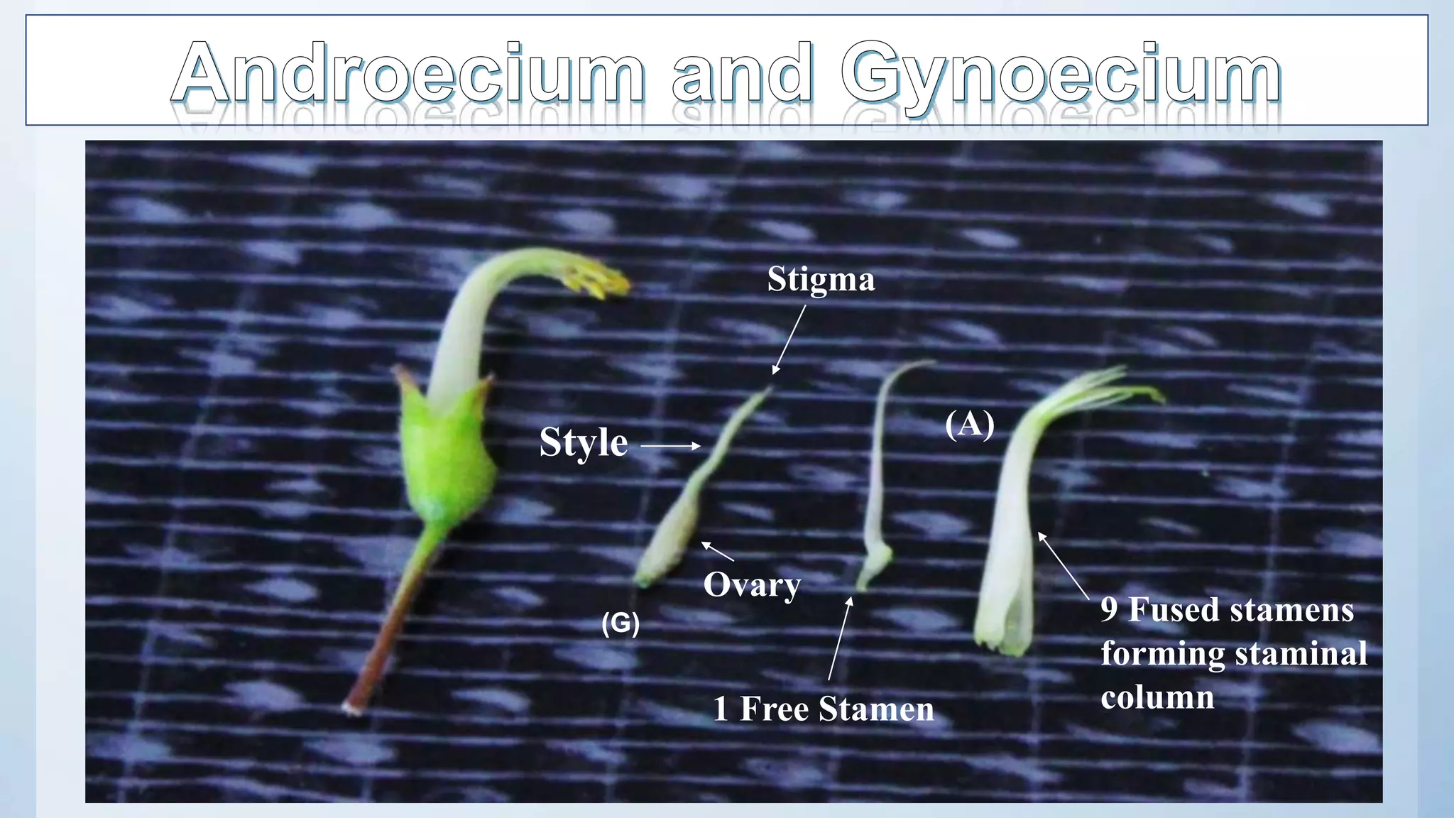 Flower biology of pigeon pea | PPTX