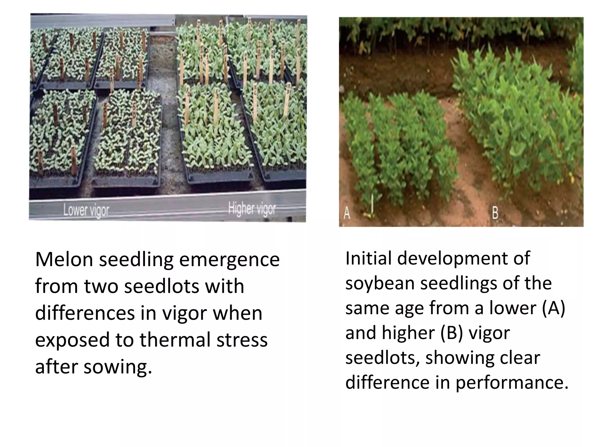 Vigour and Its testing.pptx