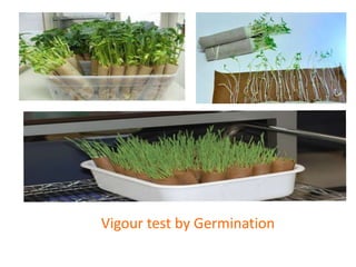 Vigour and Its testing.pptx
