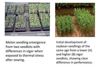 Vigour and Its testing.pptx