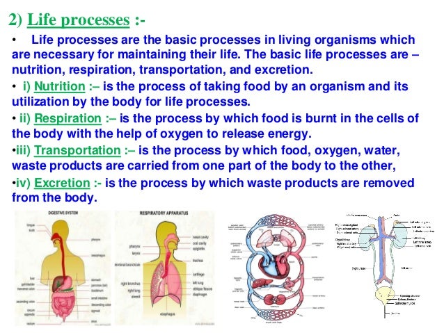 Life processes.
