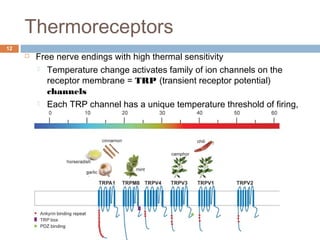 Somatosensory System | PPT