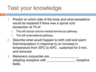 Somatosensory System | PPT