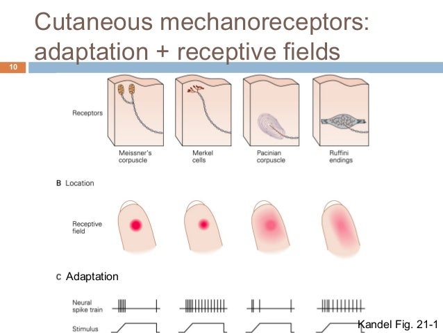 Somatosensory System