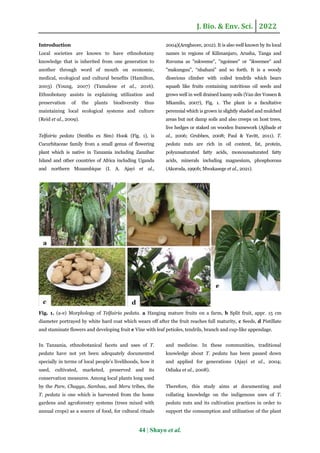 Ethnobotany of Oyster nut (Telfairia pedata) in Northern Tanzania ...