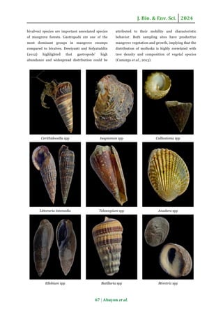 Diversity of macrobenthic invertebrates in the mangrove ecosystem of ...