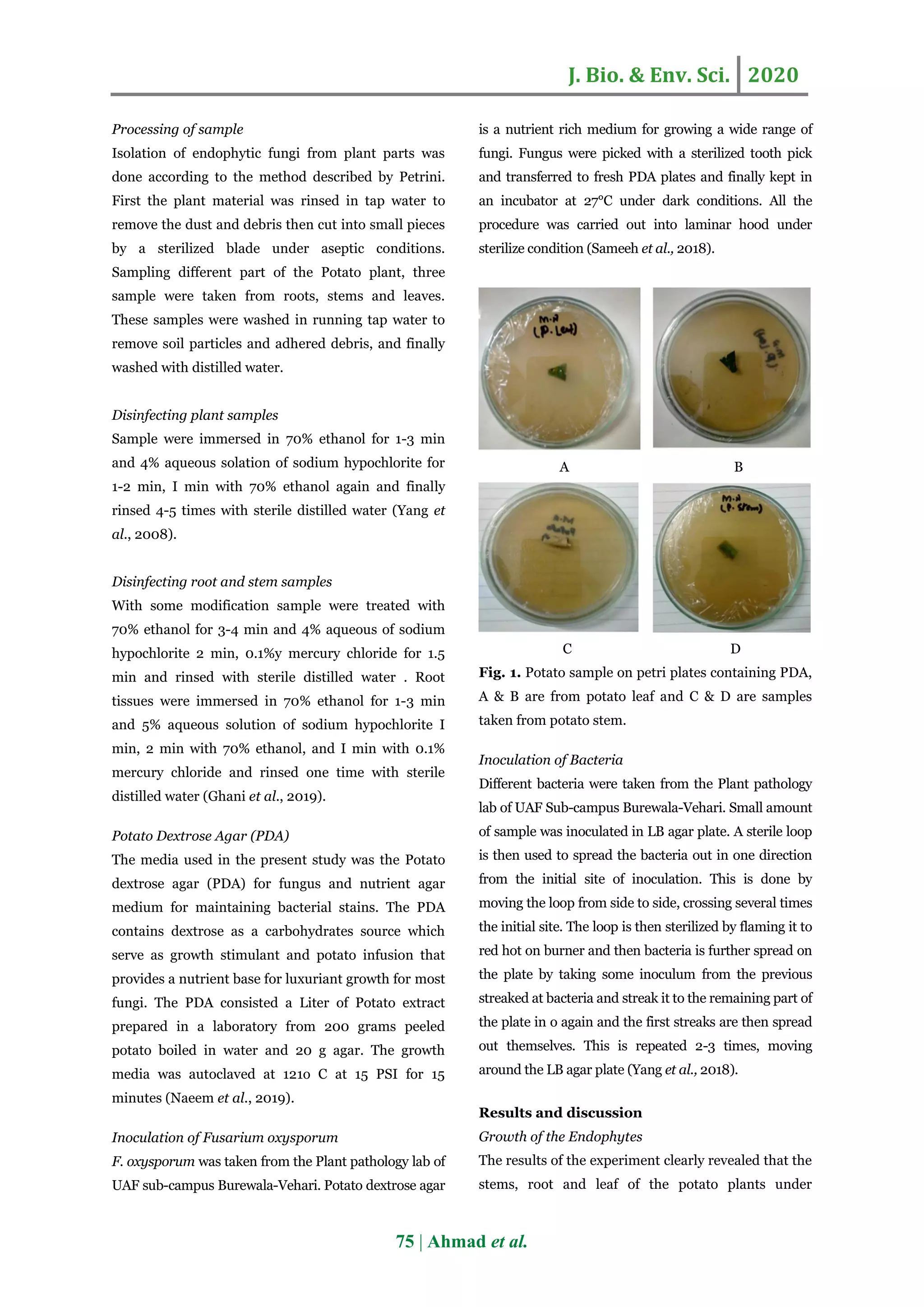 Isolation of endophytes from potato and their antagonist effect against ...