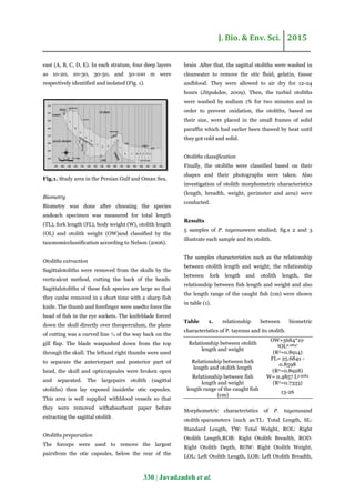Investigation of otolith in Priacanthus tayenusin persian gulf and Oman ...