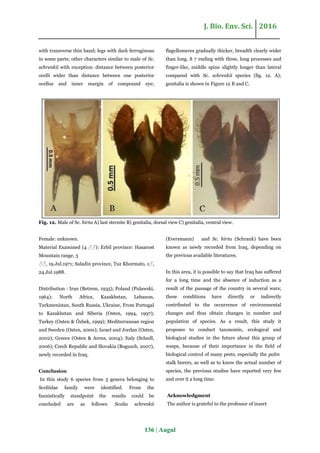 Taxonomic study of the family Scoliidae (Hymenoptera; Aculeata) in Iraq ...
