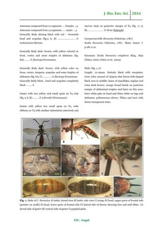 Taxonomic study of the family Scoliidae (Hymenoptera; Aculeata) in Iraq ...