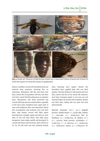 Taxonomic study of the family Scoliidae (Hymenoptera; Aculeata) in Iraq ...