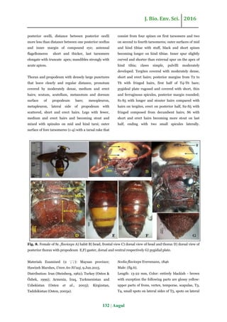 Taxonomic study of the family Scoliidae (Hymenoptera; Aculeata) in Iraq ...