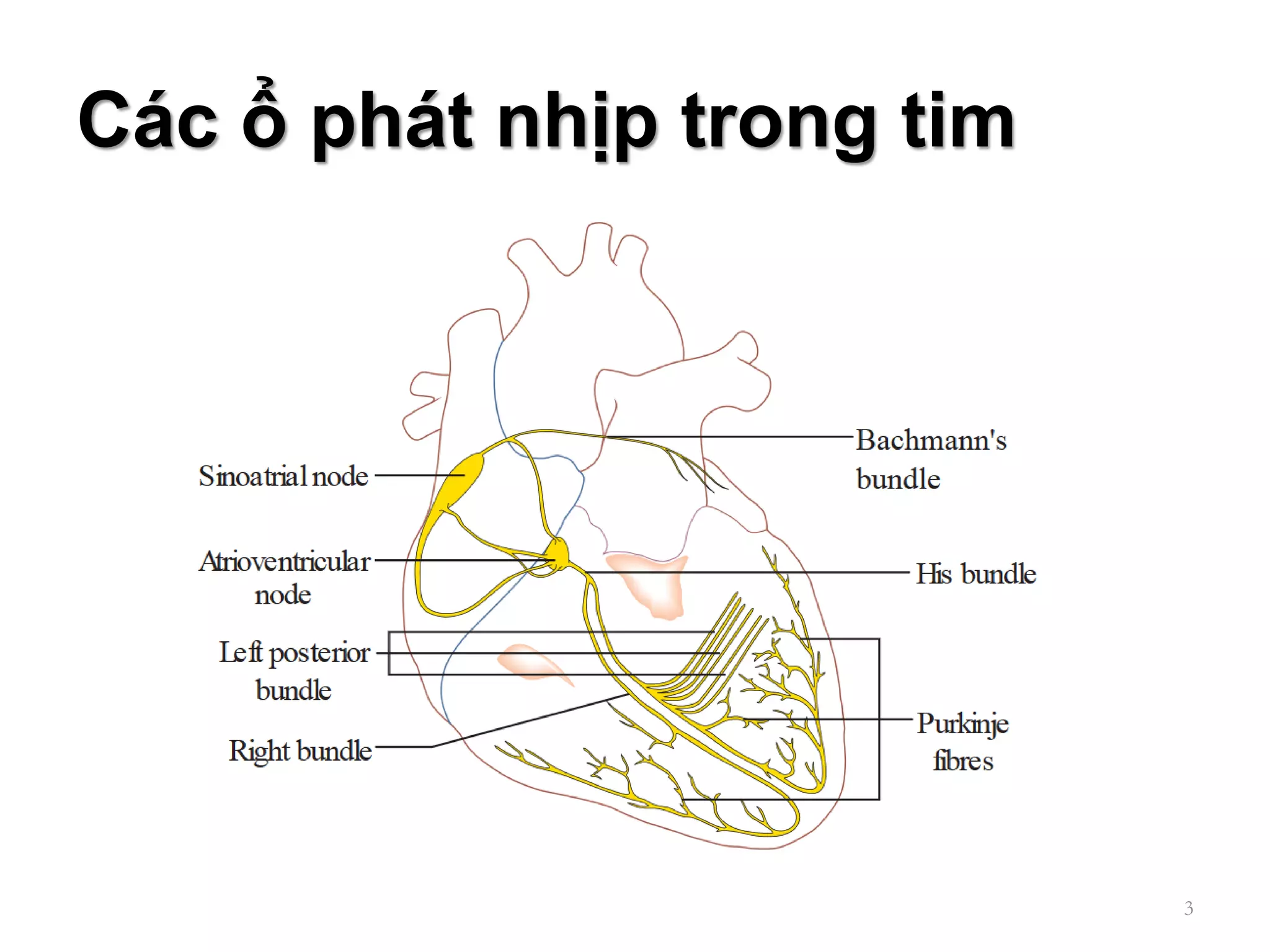 CÁC DẠNG NHỊP TRONG ECG | PDF