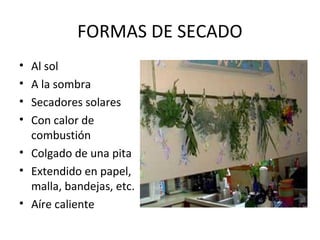 Clase 8 post cosecha de las plantas medicinales | PPT