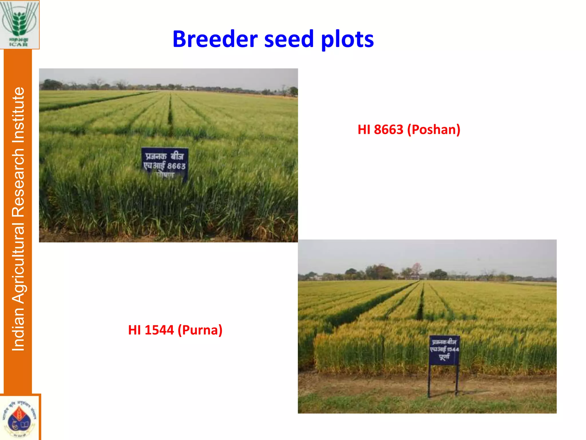 Wheat Seed Production Technology In Central India | PPTX