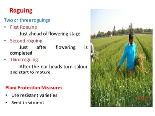 Wheat Seed Production Technology In Central India | PPTX